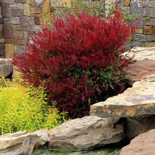 our hign quality material ALL-A-GLOW™ DWARF NANDINA is in short supply ...